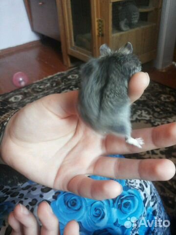 Хомячки джунгарский