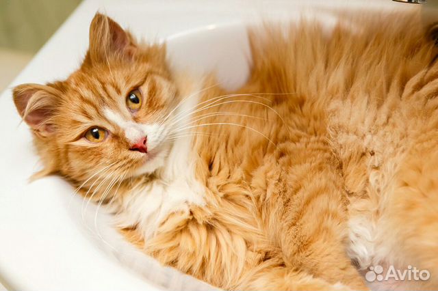 Плюшевый ангел