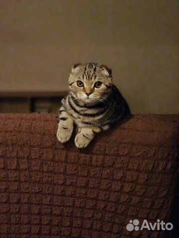 Ищем шотландского скоттиш страйт для вязки