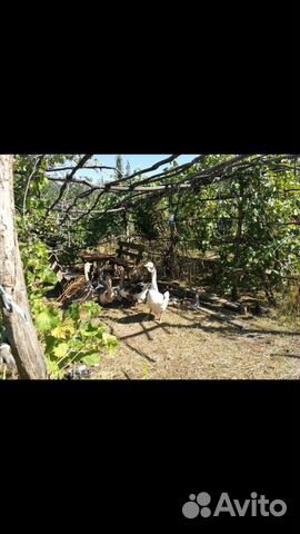 Холмогорские гуси, кубинские индюки, индоутки