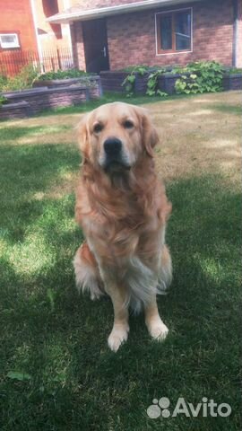 Щенки золотистого (голоден) ретривера