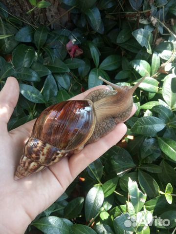 Ахатина фулика, подкормки