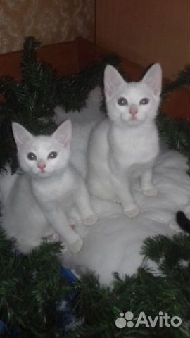 Белые котята