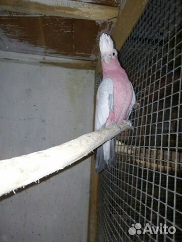 Попугай розовый какаду