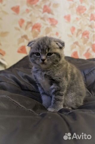 Шотладская девочка вислоушка красавица