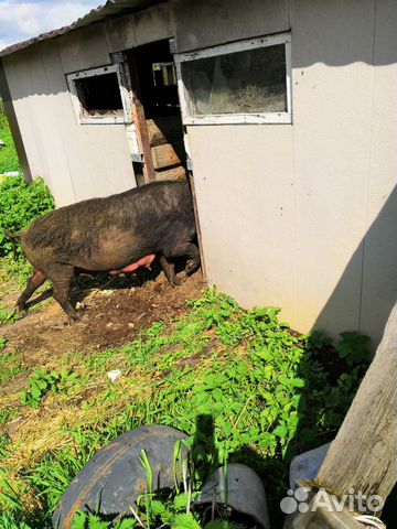 Свиноматка 250 кг