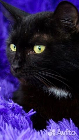 Китти ищет дом