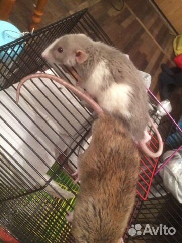 Крысы(мальчики)