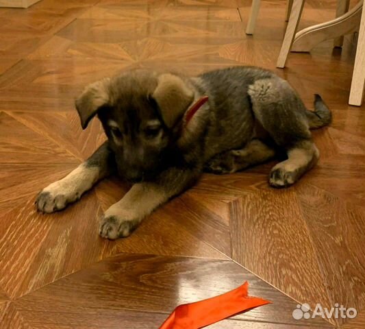 Малыш Бимка ищет дом