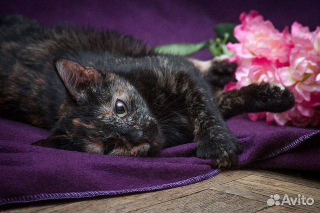 Кошки близняшки Аманда и Трейси Таунли