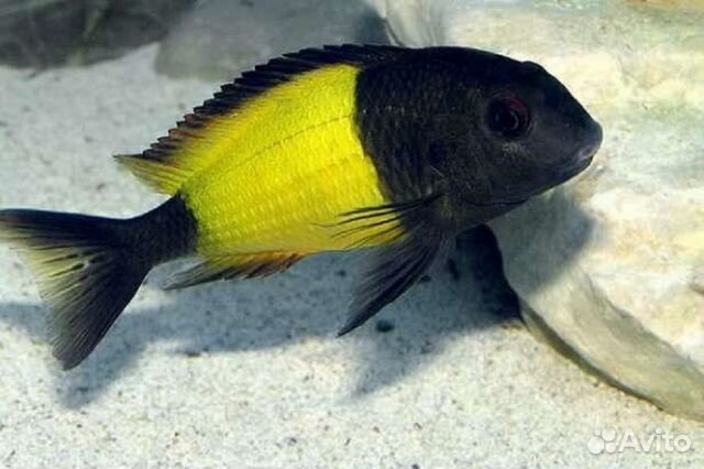 Трофеусы икола кайзер