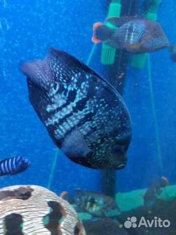 Хорн подросток 17см