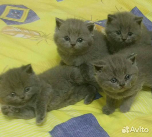 Британские котики