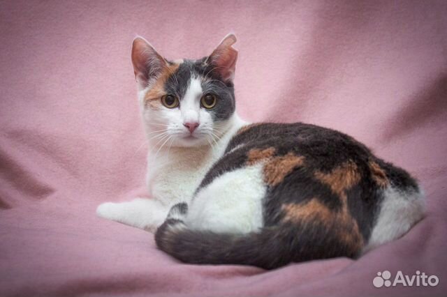 Магда, трехцветное счастье в дар