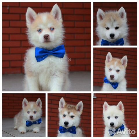 Помски, Ф1 и Ф2