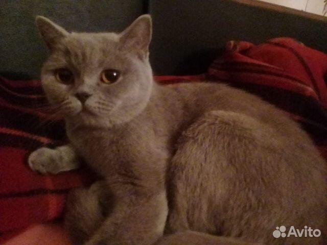 Кошка британка