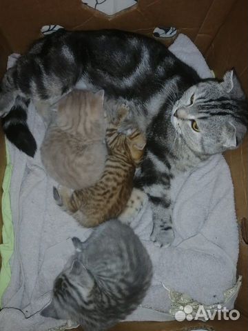 Кошка