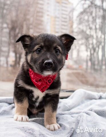 Щенок мальчик в дар