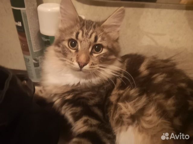 Обворожительный парень ищет своих хозяев