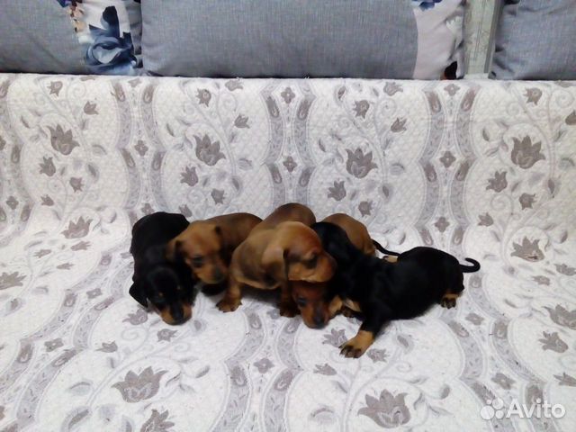 Такса щенки