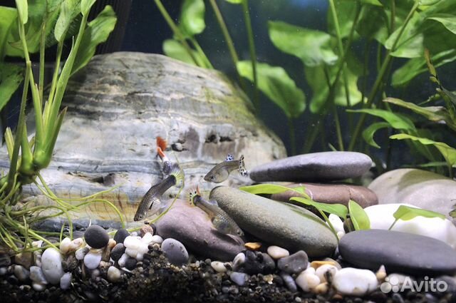 Гуппи домашнего разведения