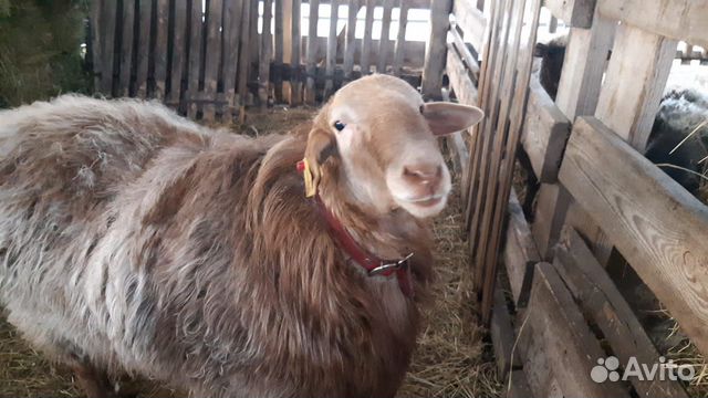 Баран Эдильбаевский на племя
