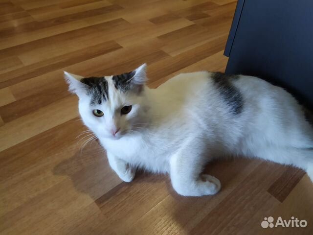 Пристрою кота