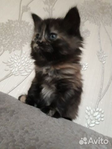 Котёнок