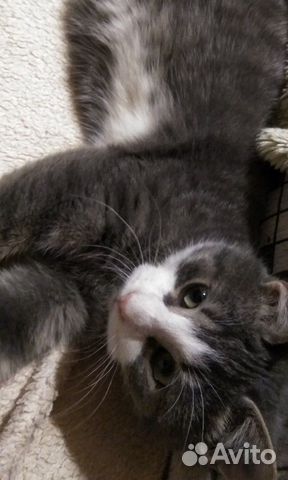 Котёнок Барсик