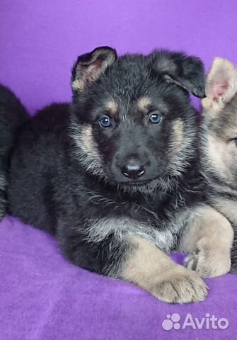 Красивые кобели вео