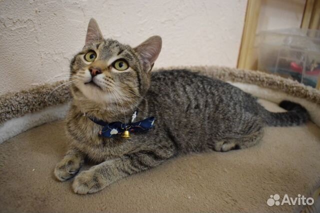 Котенок мальчик шпротик 4мес Марк привит