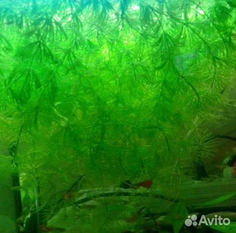 Водоросли, Рыбки Гуппи