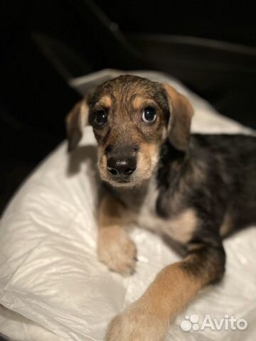 Щенок Мэгги в добрые руки