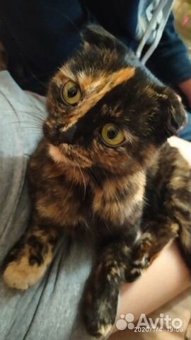 Шотландская скоттиш-фолд