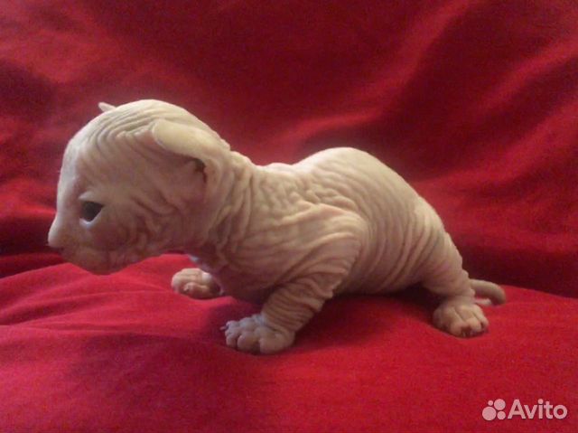 Канадский сфинкс