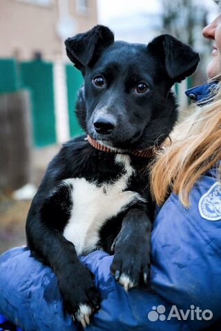 Жасмин 1 год 30 см в холке