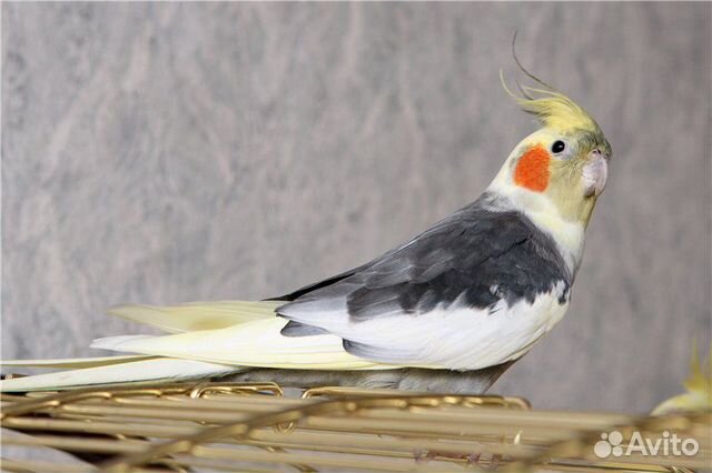 Попугай корелла малыши