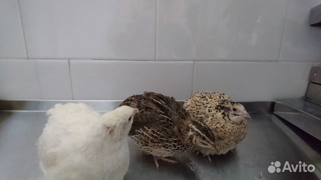 Перепела Техассец, Фараон,Феникс в Севастополе