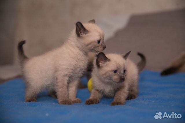 Котята сиамского окраса в добрые руки