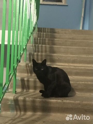Кот Марик
