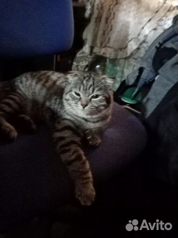 Веслоухая британка