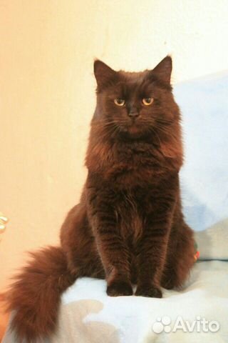 Кошка Жасмин