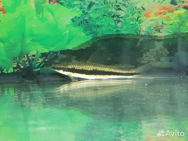 Водорослеед