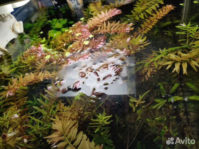 Аквариумные растения. Элодея и мох