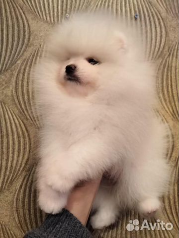 Шпиц девочка