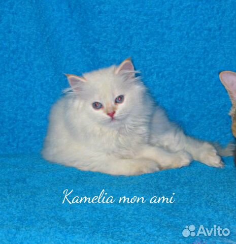 Очень ласковая и контактная шотландская кошечка