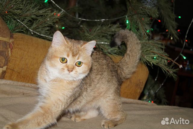 Шотландская красотуля