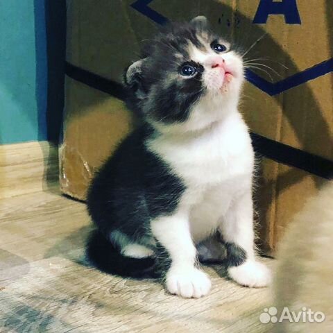 Котята шотландские