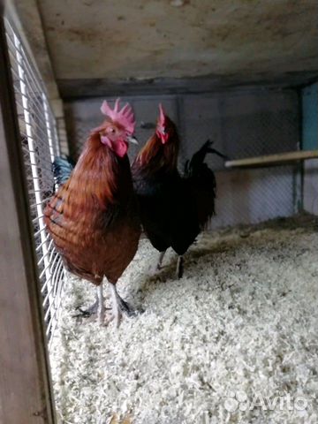 Петух породы маран