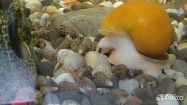 Улитки Мелании (грунтовые)